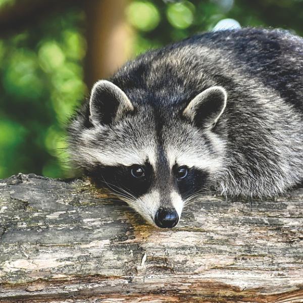 Animales Parecidos