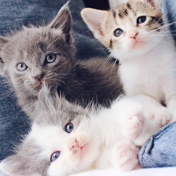 Gatitos Grises Recien Nacidos Actualización De Los Bebés Gatos