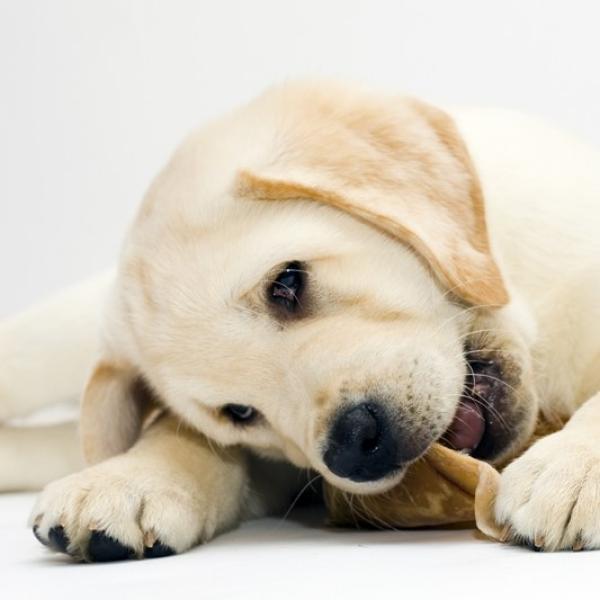 Que Comida Dar De Comer A Labrador