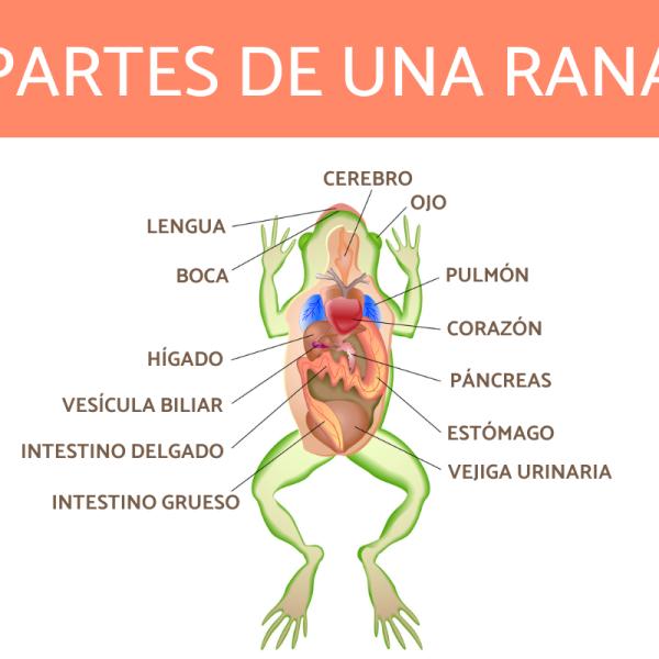 Diagrama De Los órganos Internos De La Rana