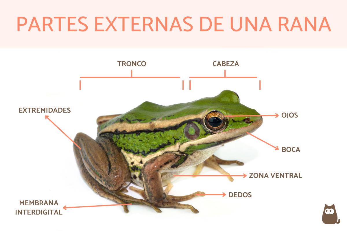 Partes de una rana - Anatomía externa e interna (con FOTOS) Partes de una rana - Anatomía externa e interna (con FOTOS)