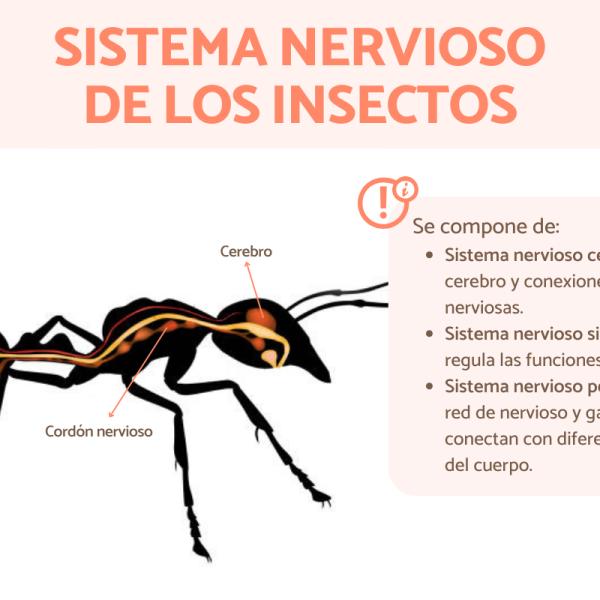 Anatomía De Los Insectos Anatomía De Los Insectos :: Con 6 Patas