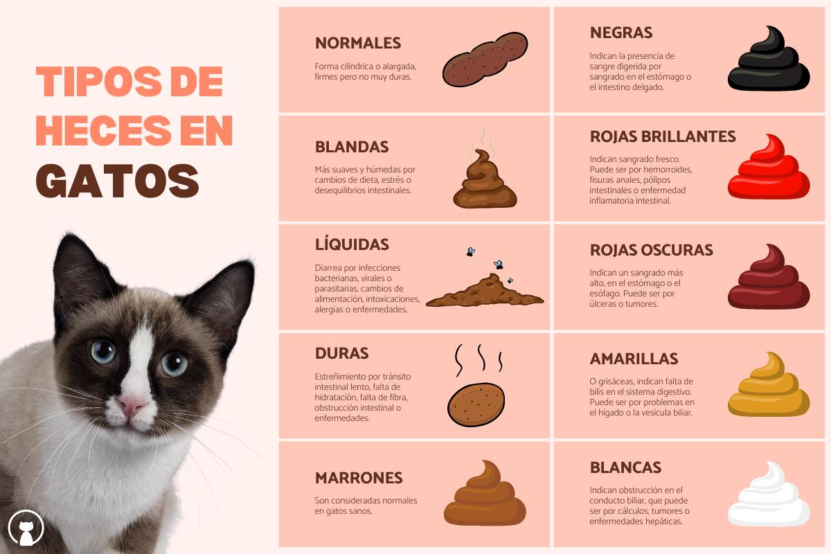 Por Qué Mi Perro Come Heces De Gato