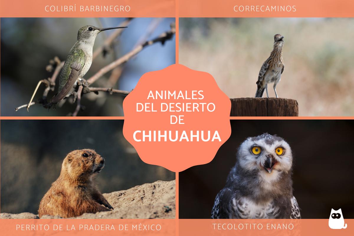 10 Animales del desierto de Chihuahua - ¡FOTOS!