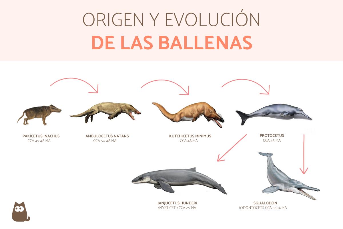 Origen y evolución de las ballenas