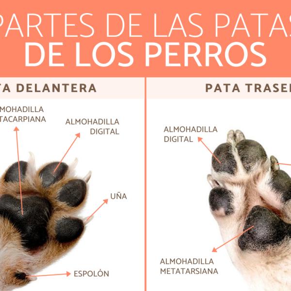 Anatomía De Un Cachorro Hembra