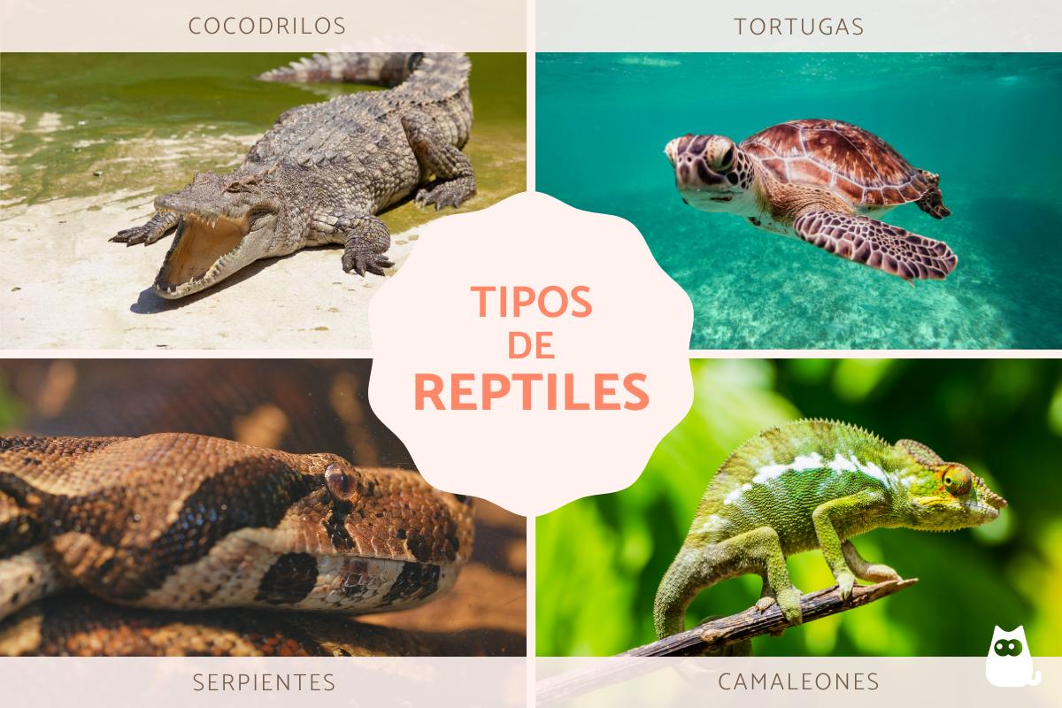 Tipos de reptiles - Ejemplos y nombres