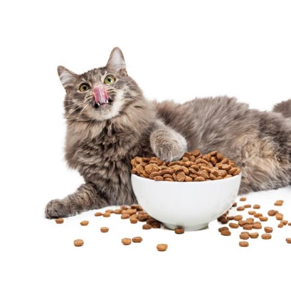 Gatos Comiendo Comida Humana Cuánto Alimento Húmedo Para Gatos Se