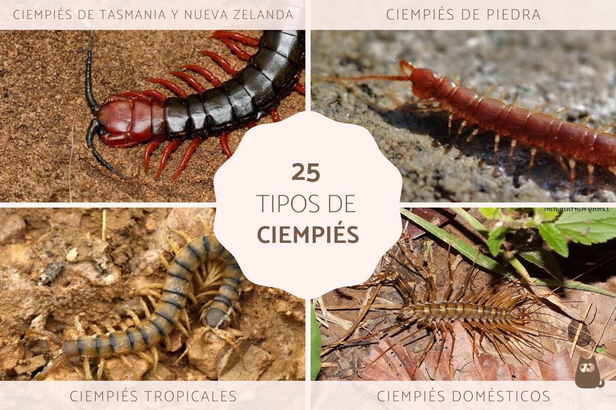 25 Tipos de ciempiés - ¡FOTOS!