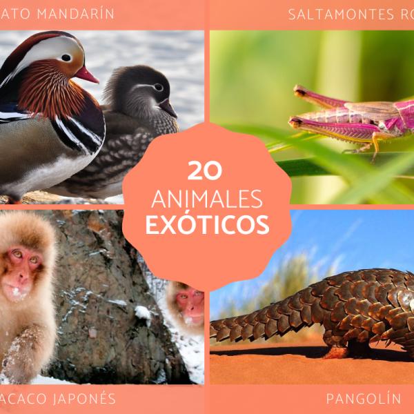 Lista De Nombres De Animales Salvajes