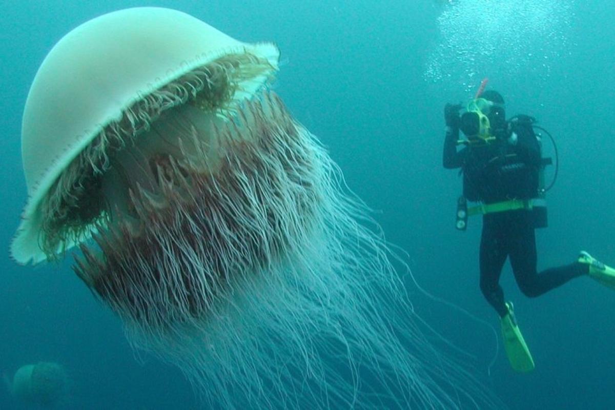 22 Tipos De Medusas Nombres Características Y Ejemplos Con Fotos