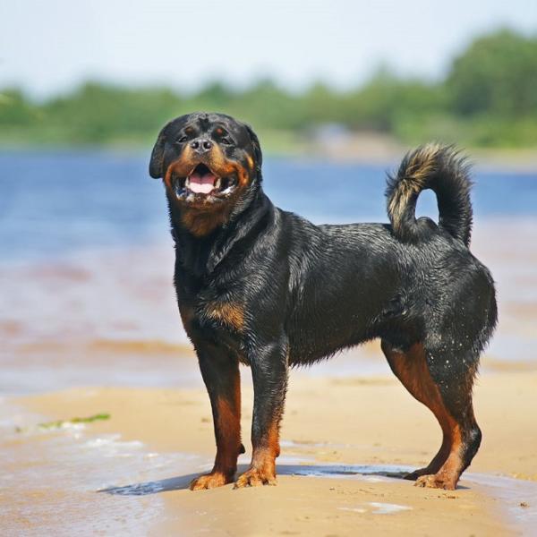 Tipos De Razas De Rottweiler