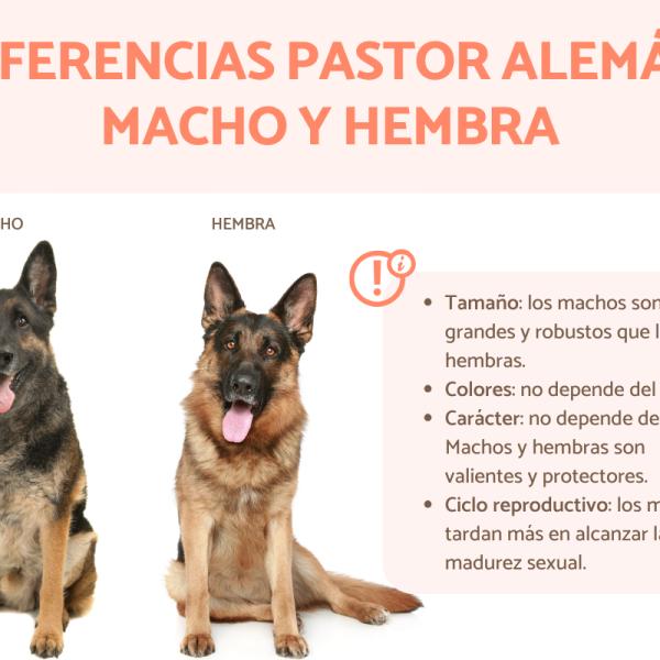 Todo Lo Que Necesitas Saber Sobre El Peso Y Altura Del Pastor Alemn