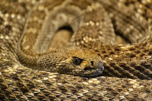 Veneno De Serpiente De Cascabel De Espalda De Diamante