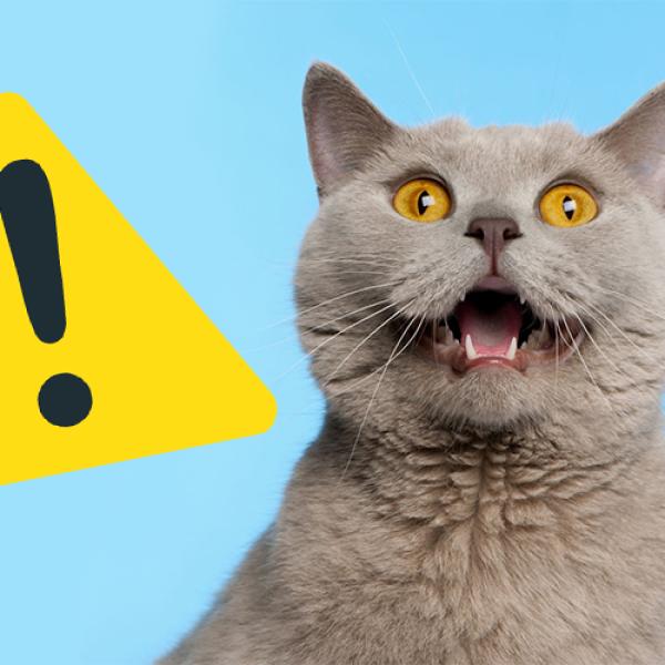 Gato Con Cara De Asco