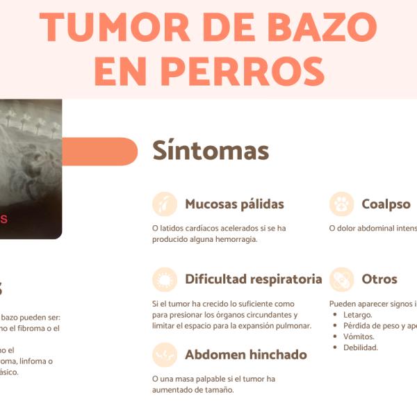 Se Le Puede Quitar El Bazo A Un Perro