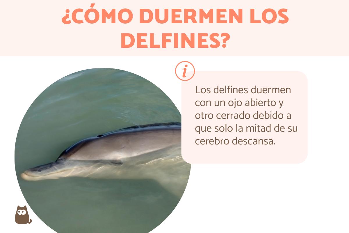¿Cómo duermen los delfines? - ¡Con un ojo abierto y otro no!