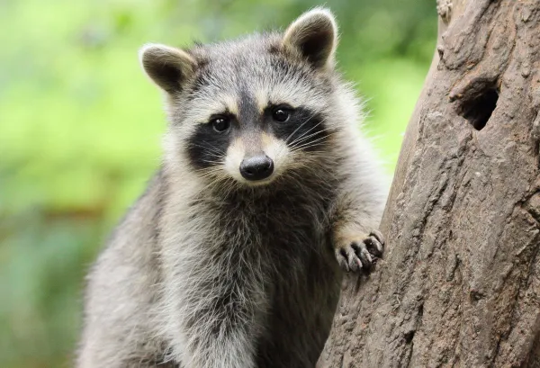 Animales Del Ecosistema Forestal Joe Biden Asegura Que Financiará Los