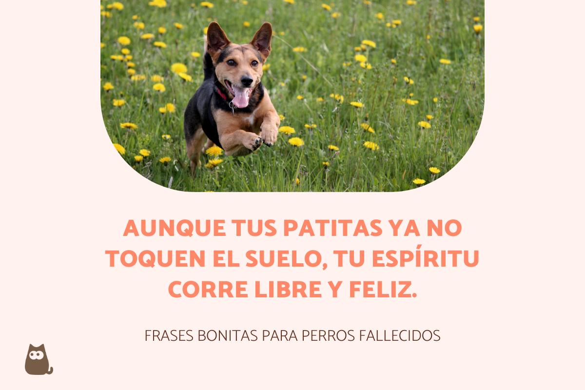 40 Frases para perros fallecidos - Bonitas y emotivas