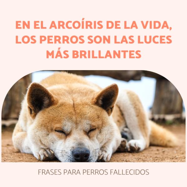 Refranes De Flores Y Perros