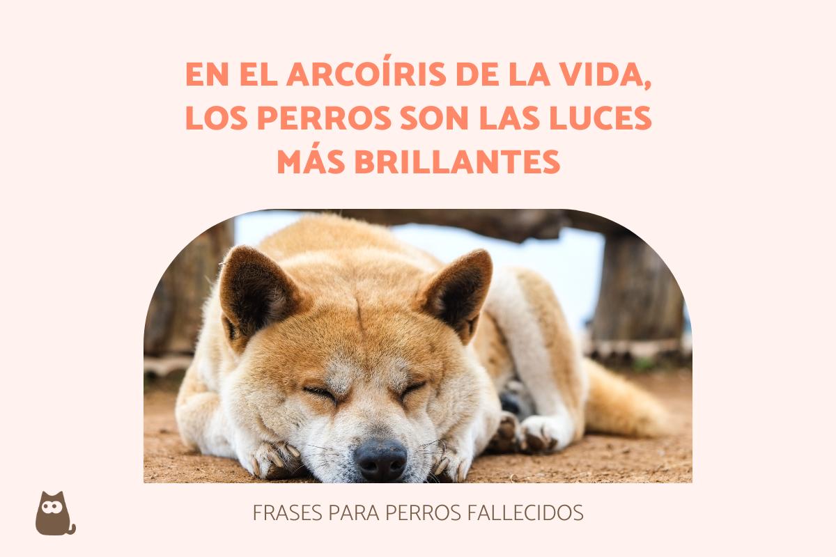 40 Frases para perros fallecidos - Bonitas y emotivas