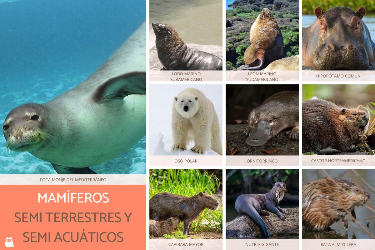 33 animales terrestres y acuáticos - Tipos y ejemplos con FOTOS