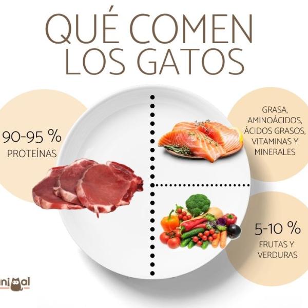 Principales Alimentos Que Comen Los Gatos Salvajes INABA Churu Puré