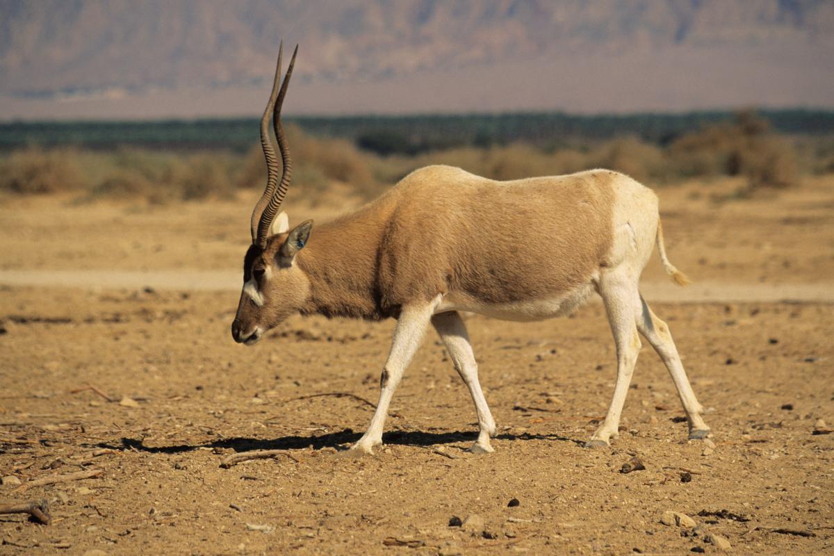 30 Animales del desierto - Características y nombres con FOTOS