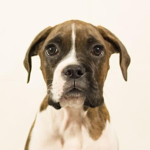 Mezcla De Boxer Y Perro