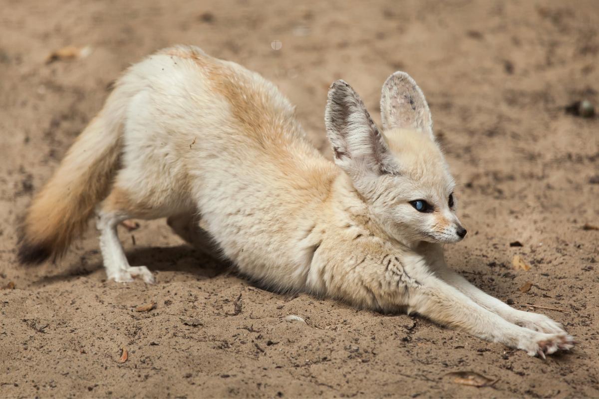 30 Animales del desierto - Características y nombres con FOTOS
