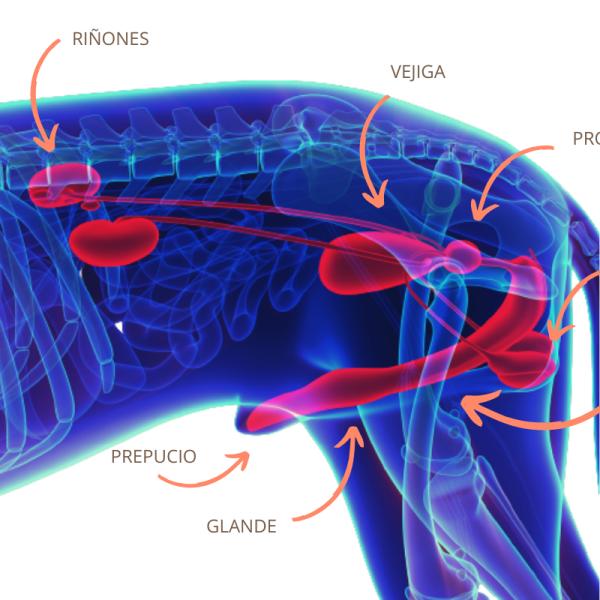 Sintomas De La Prostota 7 Síntomas Del Cáncer De Próstata A Tener