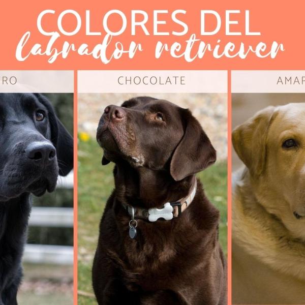 Mezcla De Labrador Chocolate Y Golden Retriever Adulto