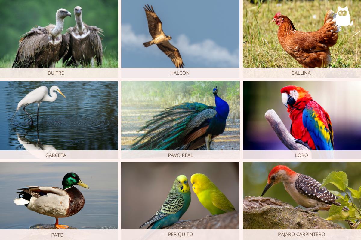 35 animales diurnos - Ejemplos y características