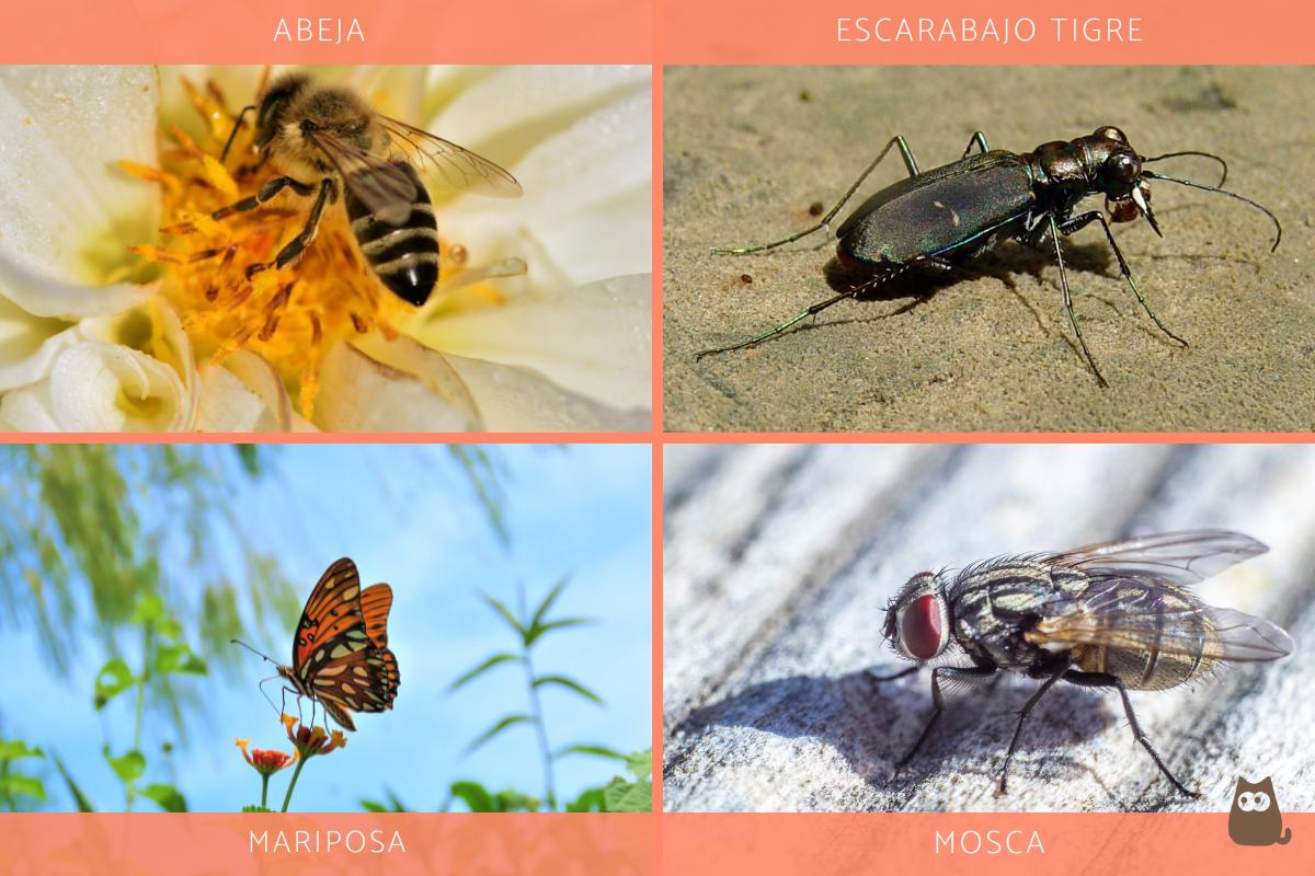 35 animales diurnos - Ejemplos y características