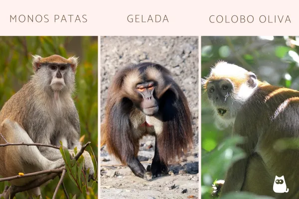 Tipos De Monos Africanos Pin En Twice