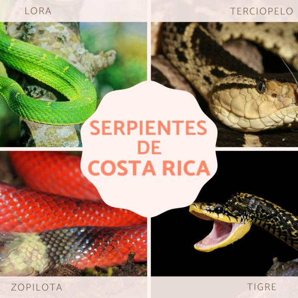 Serpientes Camufladas Serpiente De Spcs Del Bothrops Camuflada En