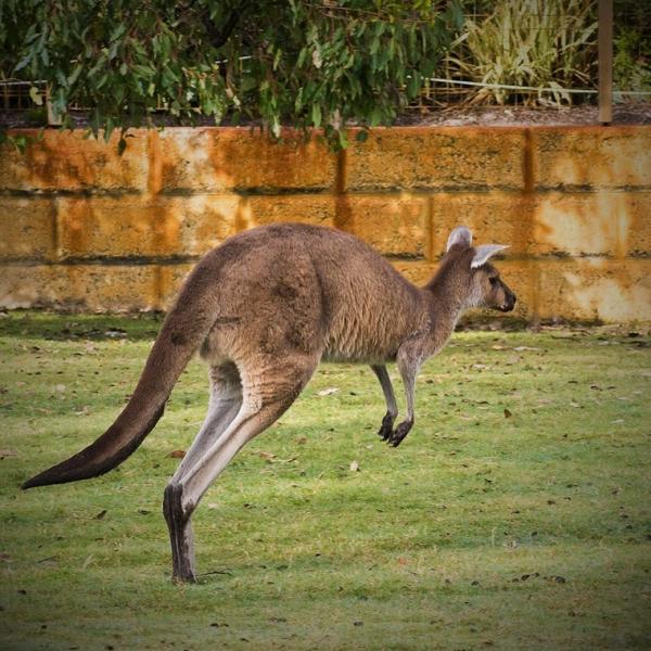 Anatomia Del Marsupio Del Canguro