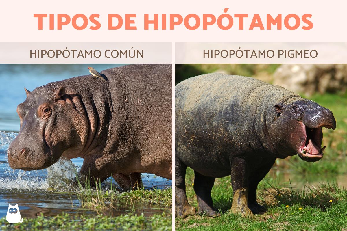 Tipos de hipopótamos y sus características