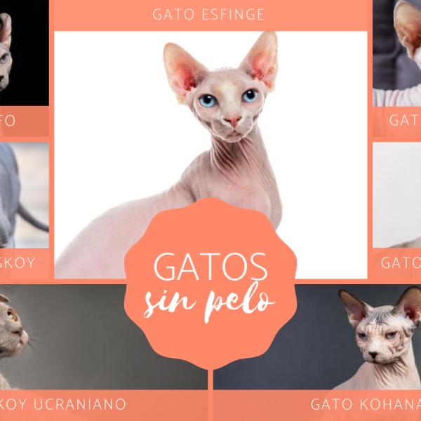 Gatos Sin Pelo Que Dan Miedo 9 Razas De Gatos Sin Pelo Y Sus