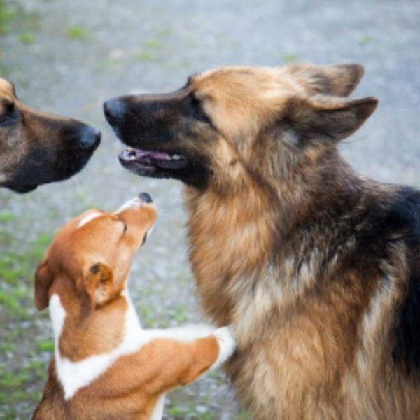 Cuales Son Las Caracteristicas De Un Perro Alfa