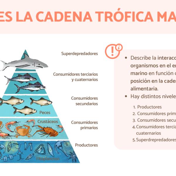 Conoce Los Eslabones De La Cadena Alimenticia Y Su Importancia