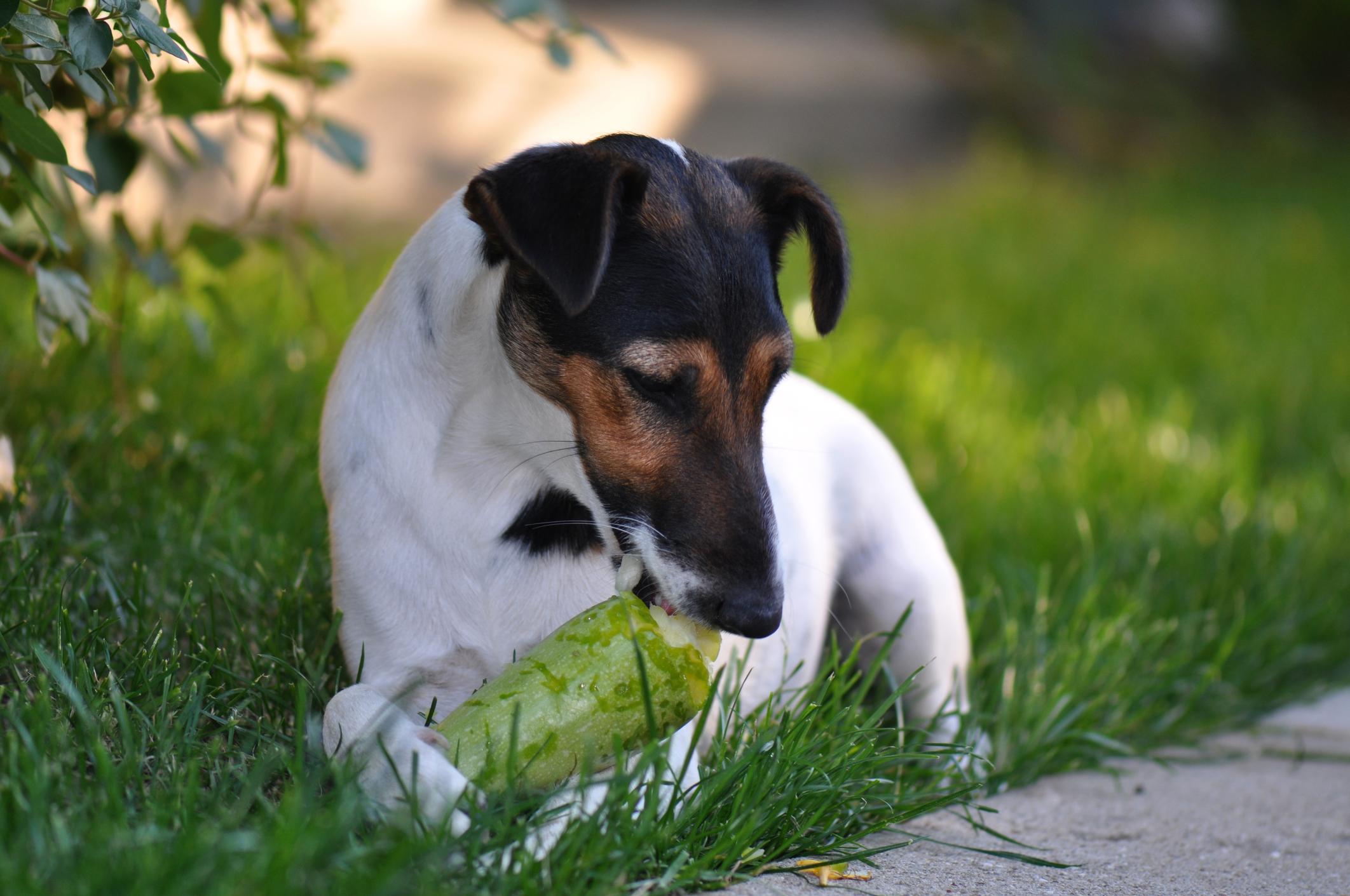 ¿Los perros pueden comer calabacín? - Beneficios y cómo ofrecerlo