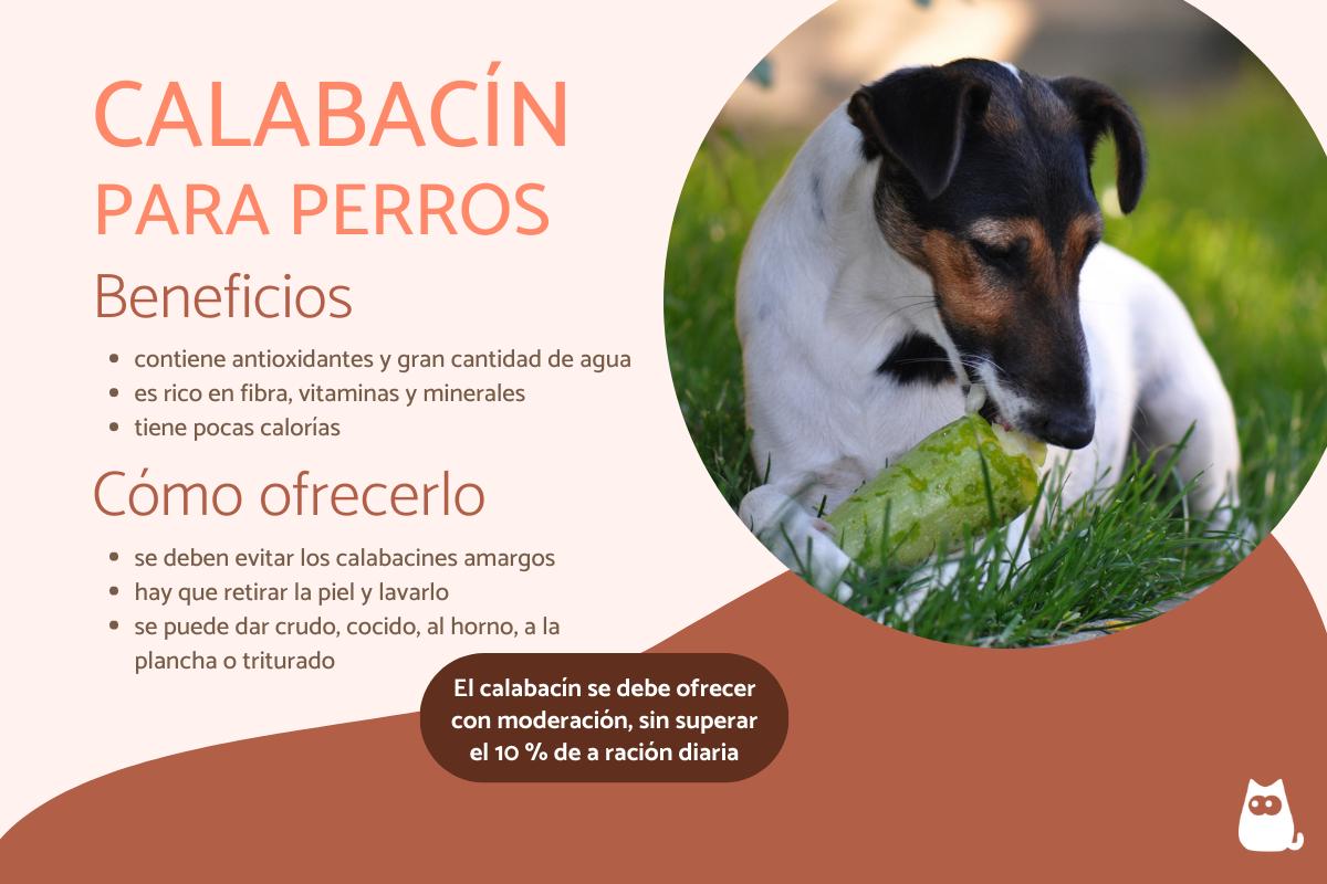 Es Mejor La Calabaza O La Batata Para Los Perros