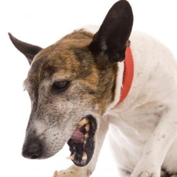 Qué Puede Causar Una Tráquea Colapsada En Perros