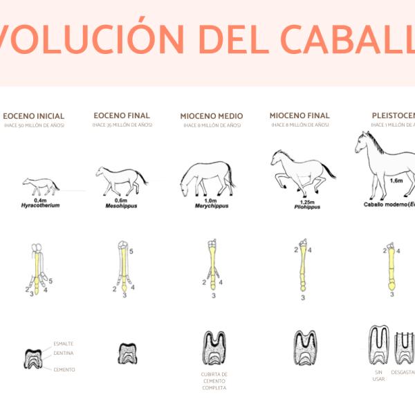 Diagrama De Anatomía De La Pata Del Caballo