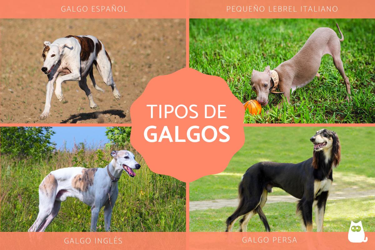 Tipos de galgos - Todas las razas con FOTOS