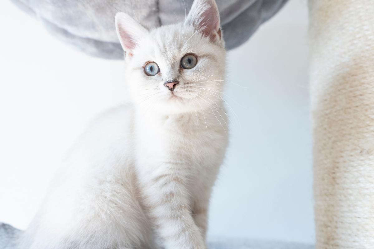 10 Gatos blancos con ojos azules: razas con FOTOS