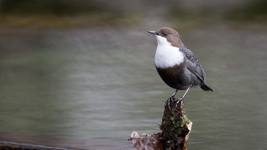 AVES ACUÁTICAS - Tipos, características, nombres y ejemplos