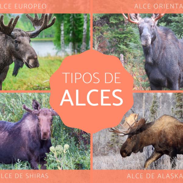 El Alce Macho Más Grande Del Mundo Gran Alce En Alaska