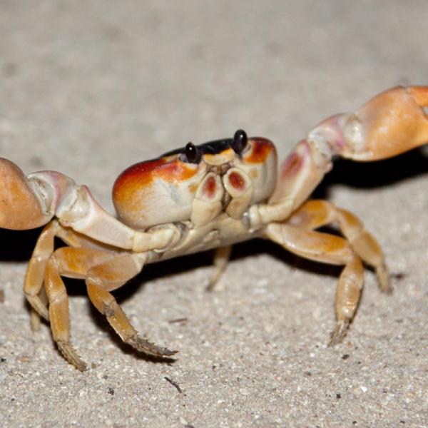 Crustaceos Invertebrados